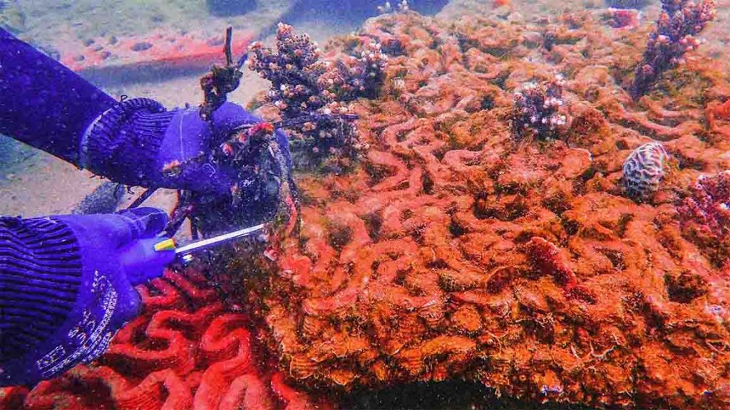 These 3D-printed reef tiles double as a home for marine life