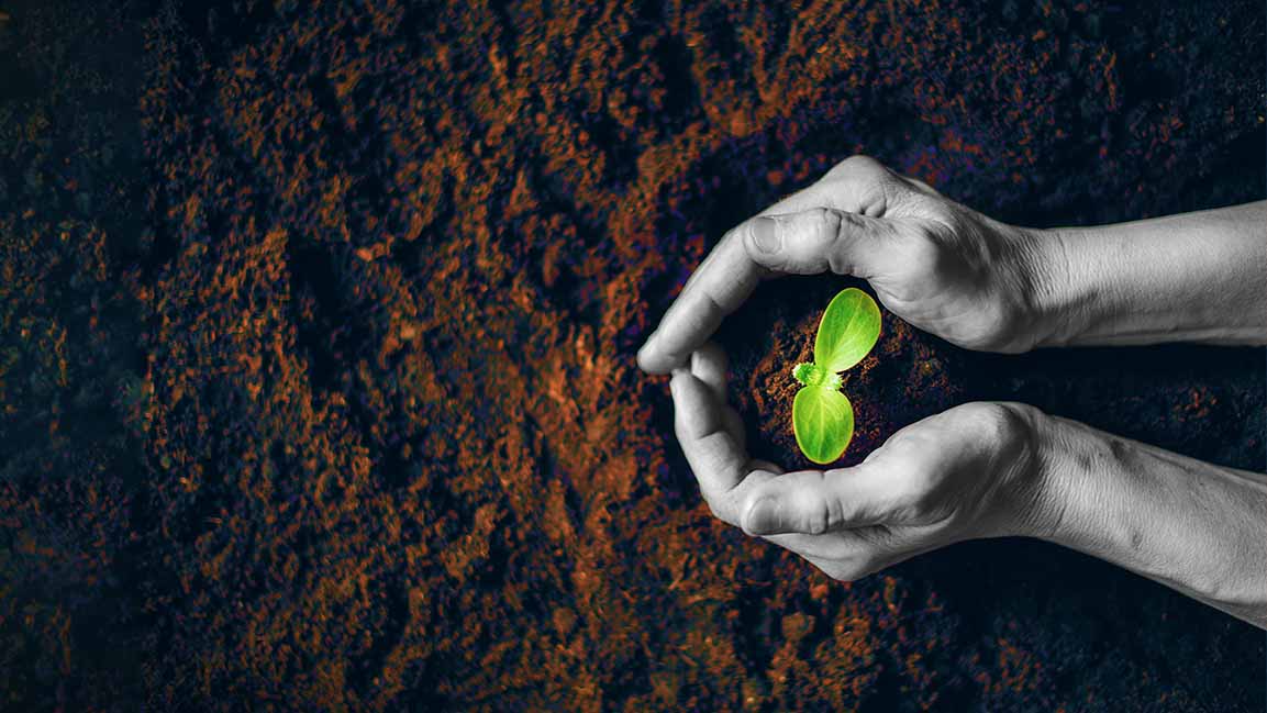 UAE introduces 'Plant the Emirates' initiative to boost sustainable ...